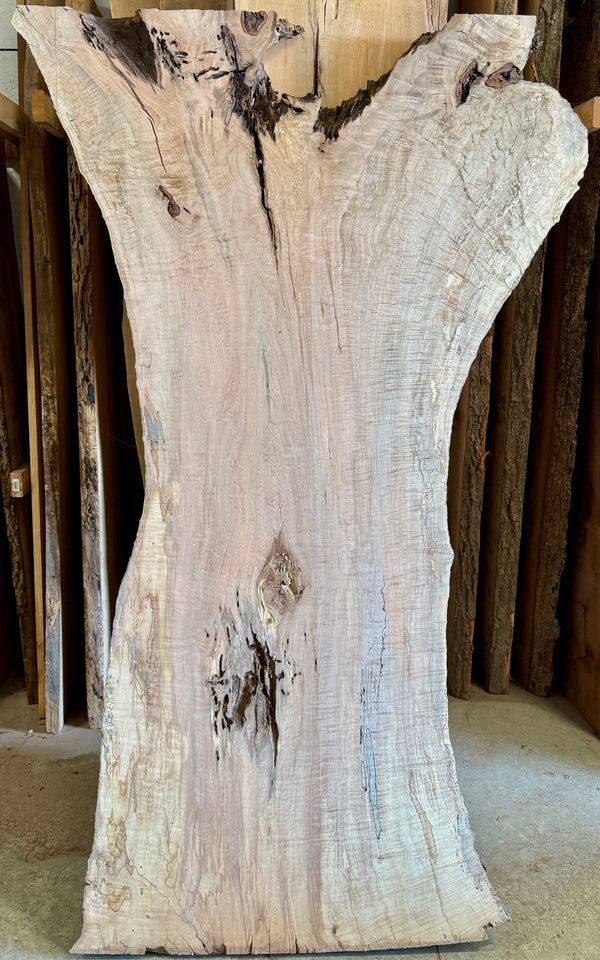 Curly Maple Slab - Traditional Timber LLC